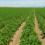 General Orders No. 3 Vodka